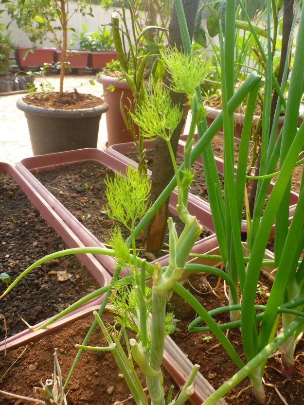 Growing Dill or Shepu in Mumbai | Mumbai Farmer