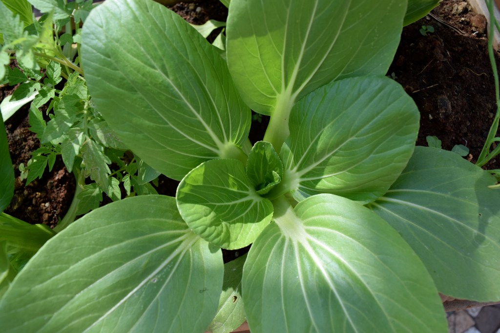 Winter Greens for Mumbai | Mumbai Farmer
